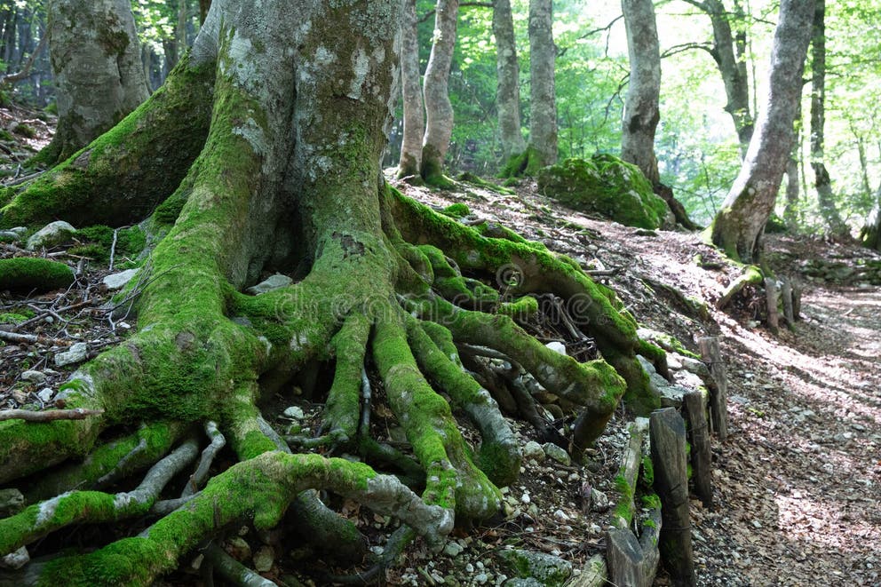 Path stock photo. Image of jungle, obstruction, trees - 289839756