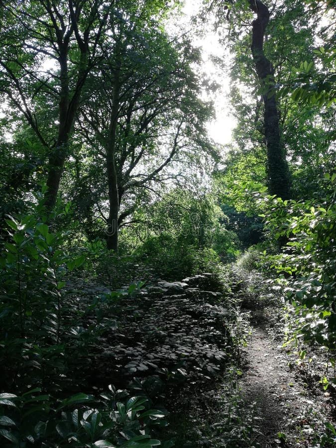 Path stock photo. Image of trees, path, outdoors, pathway - 153640250