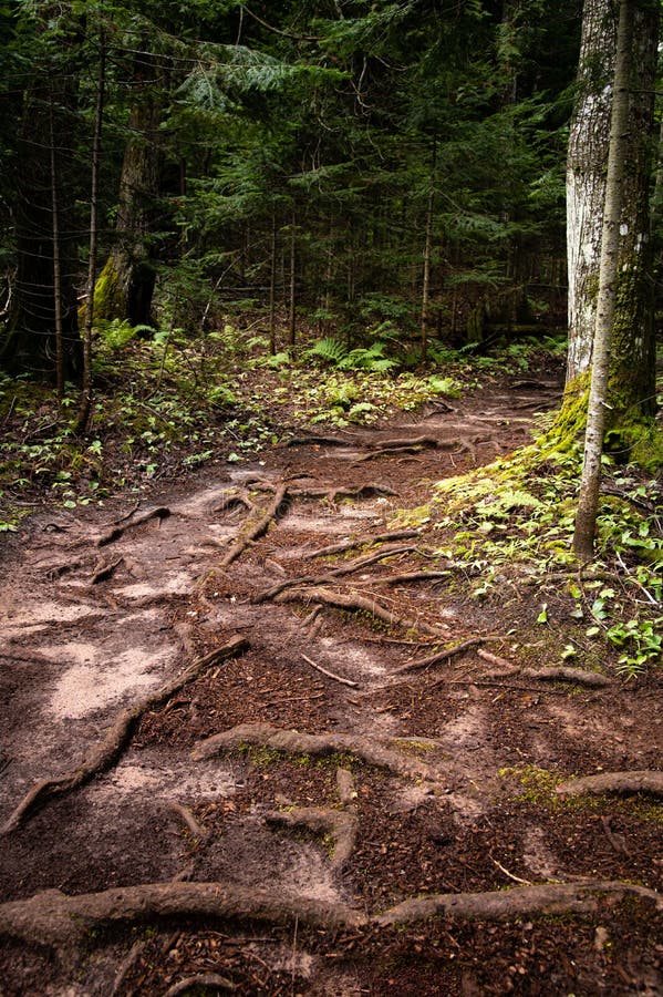 Path in Pictured Rock National Lakeshore Covered in Roots Leading into ...