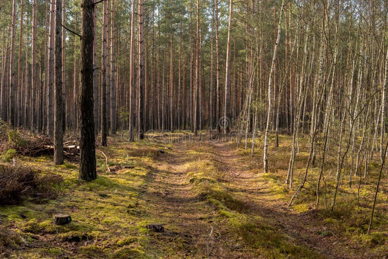 Path through Pine and Birch Forest Stock Image - Image of tree, pathway ...