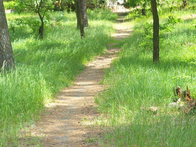 Path in a Pine Forest. Direction of Movement. Stock Image - Image of ...