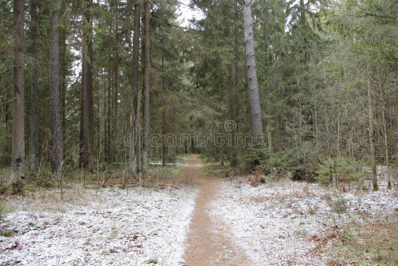 A Path in a Pine Forest. Early Spring Stock Image - Image of river ...