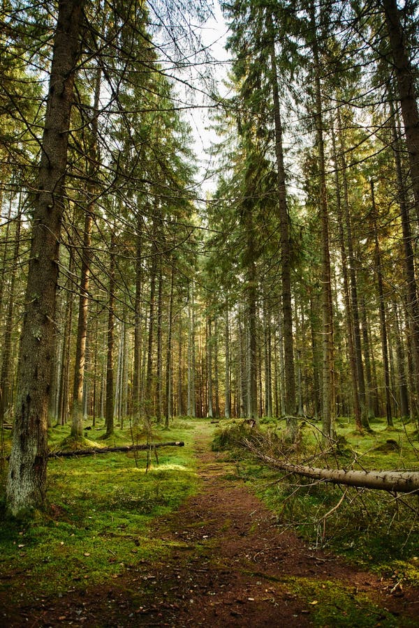 Path through a pine forest stock photo. Image of moss - 130438162