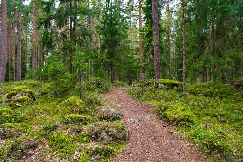 Path in Pine Forest in Park Mon Repos, Vyborg, Russia Stock Photo ...