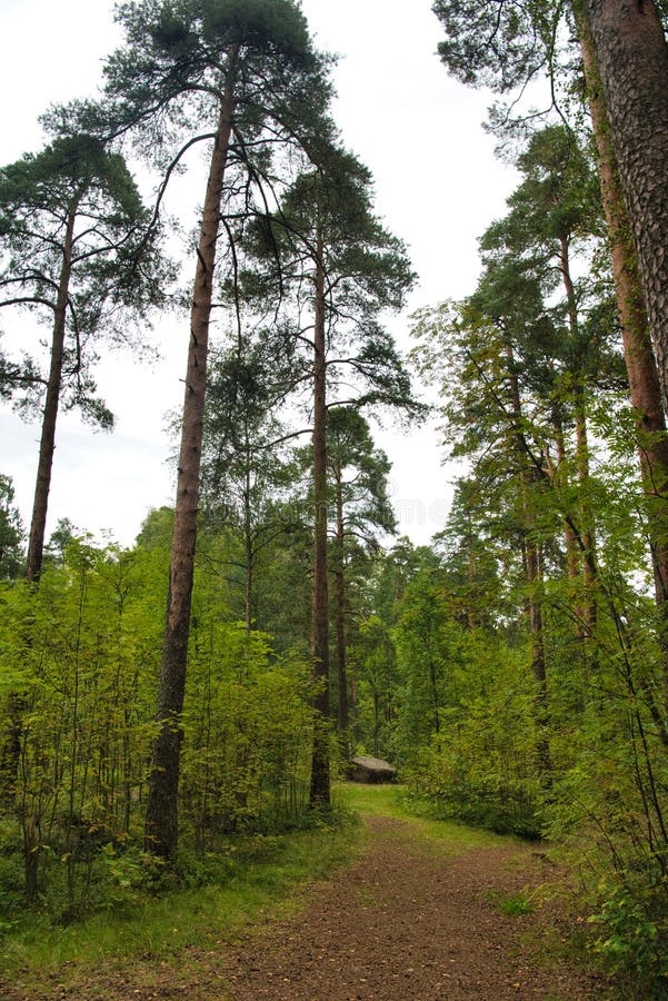 Path in Pine Forest in Park Mon Repos, Vyborg, Russia Stock Image ...