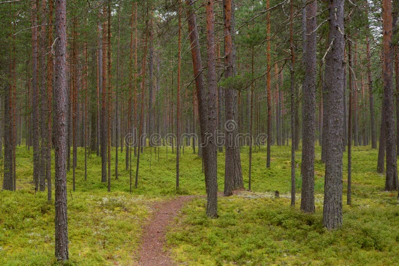 Path in pine forest stock image. Image of country, beautiful - 193152723