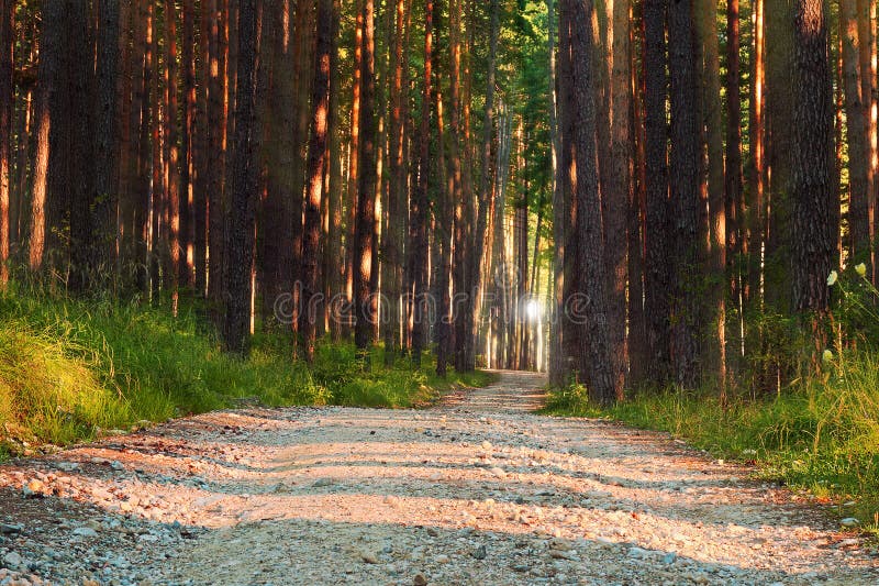 Path through the Pine Forest Stock Image - Image of landscape, forest ...