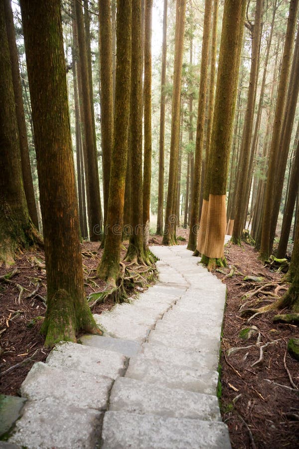 Path in pine forest stock image. Image of climber, beauty - 72190565