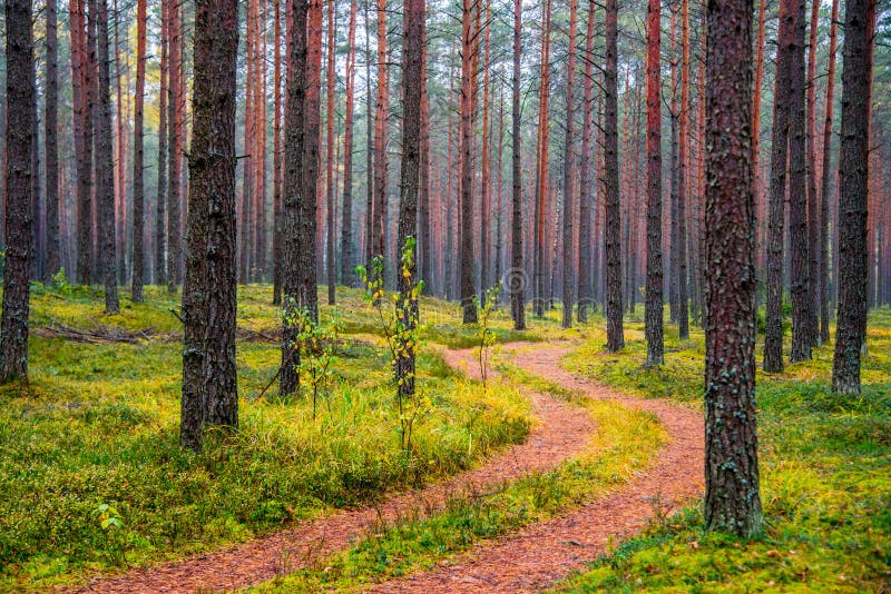 Path through pine forest stock image. Image of light - 101661953