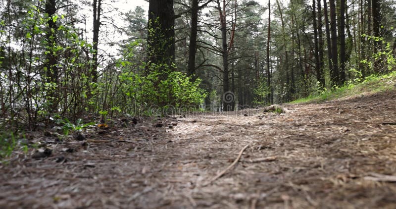 A Path in a Pine Forest in Spring, Close-up Stock Footage - Video of ...
