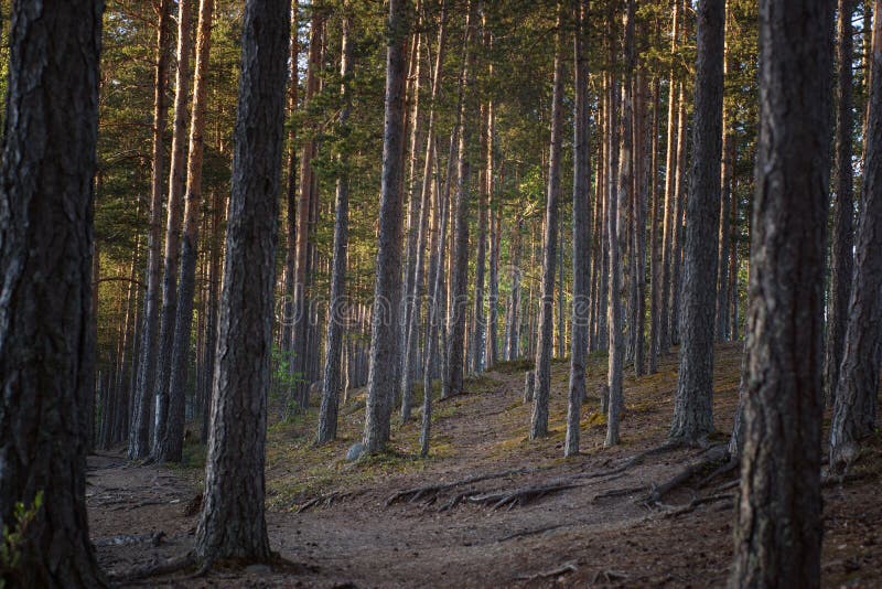 A Path in a Pine Forest with Straight Trunks and Roots Crawling Out of ...