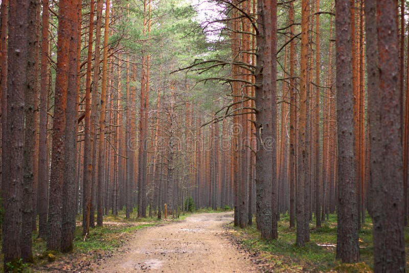 Path in the Pine Forest, Stretching into the Distance, Even Trunks of ...