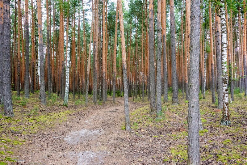 Path in a Pine Forest Strewn with Pine Cones. Stock Image - Image of ...