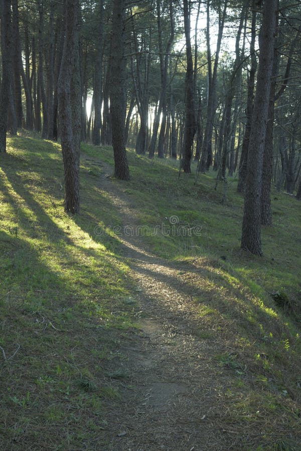 Path in a Pine Forest at Sunset with Clearings and Shadows from the Sun ...