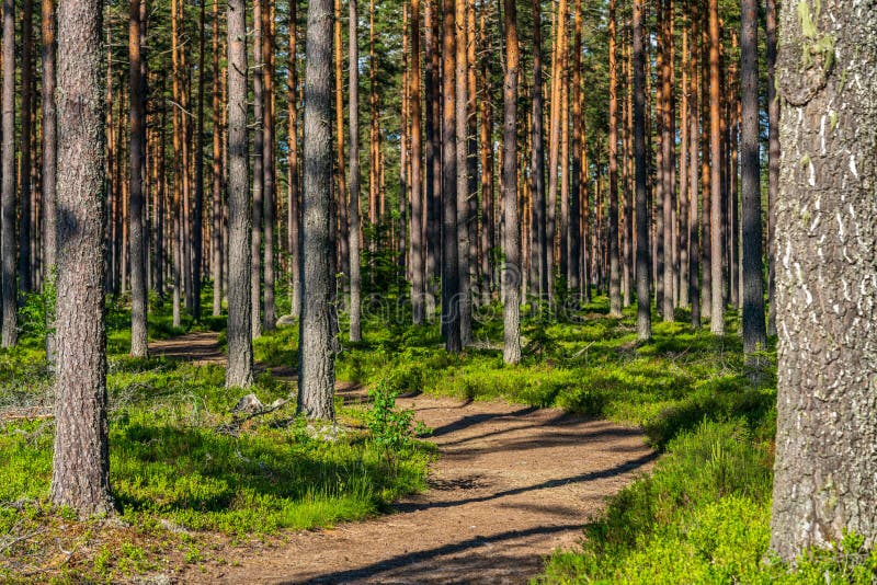 Path through a Pine Forest in Sweden Stock Photo - Image of forest ...