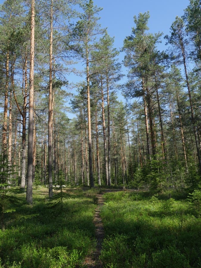 Path in a Pine Forest with Tall Trees Stock Image - Image of landscape ...