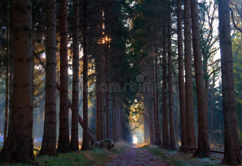 Path through pine forest stock image. Image of leading - 81983677