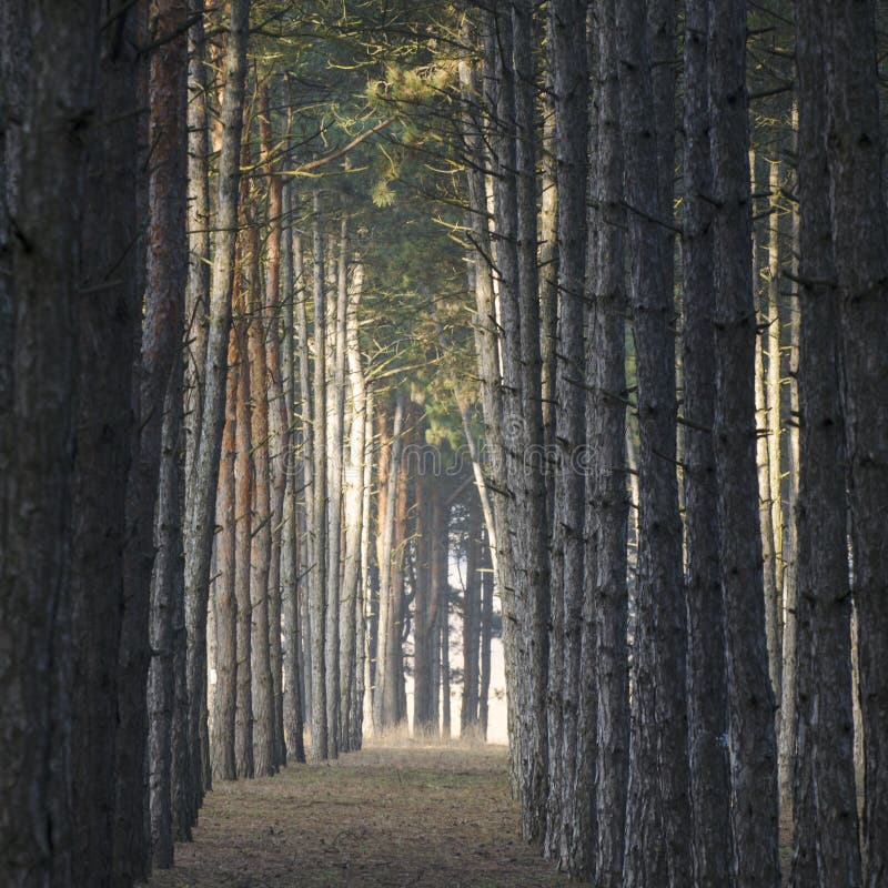A Path in a Pine Forest. Tunnel between Trees Stock Photo - Image of ...