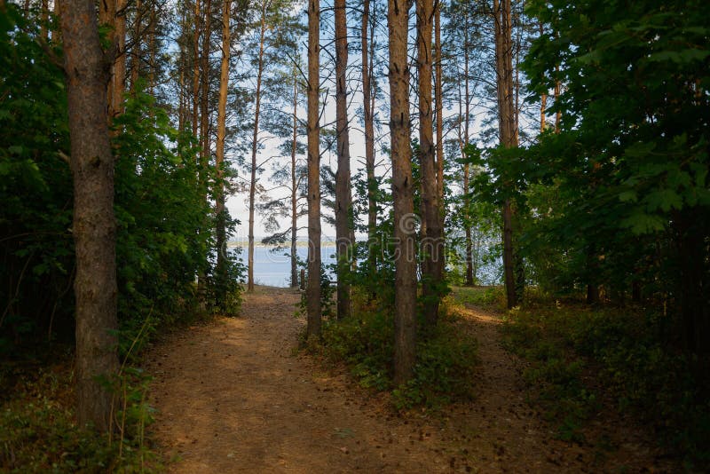 Path in a Pine Forest with a View of a Wide River Stock Image - Image ...