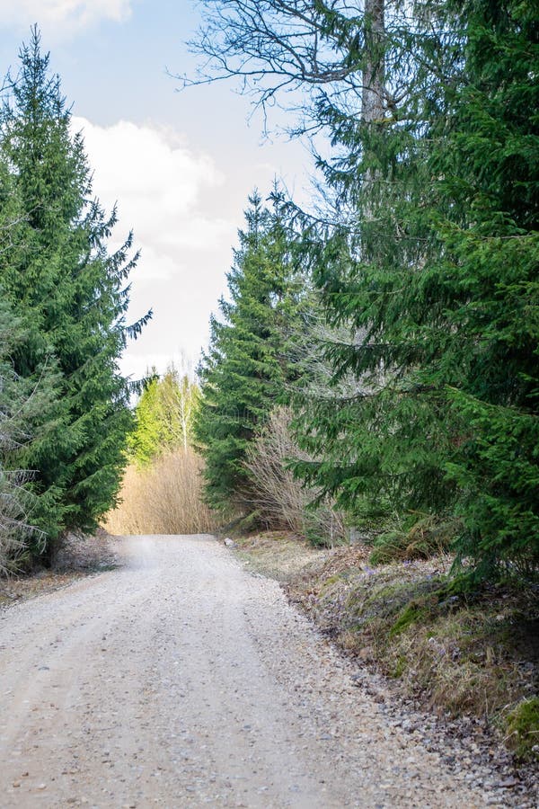 Path between Pine and Spruce. Green Forest and Winding Road Stock Image ...