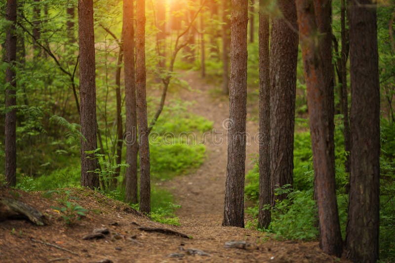 Path in a Pine Tree Forest Sunset Stock Photo - Image of spring, path ...