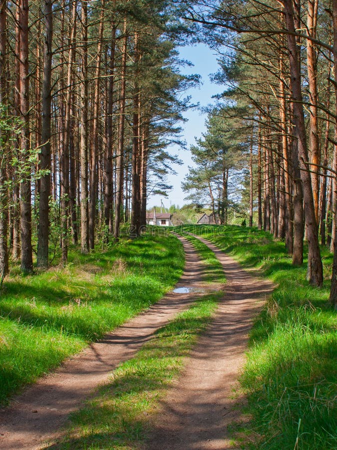 Path in the Pine Tree Woods Stock Photo - Image of estate, rural: 177608260