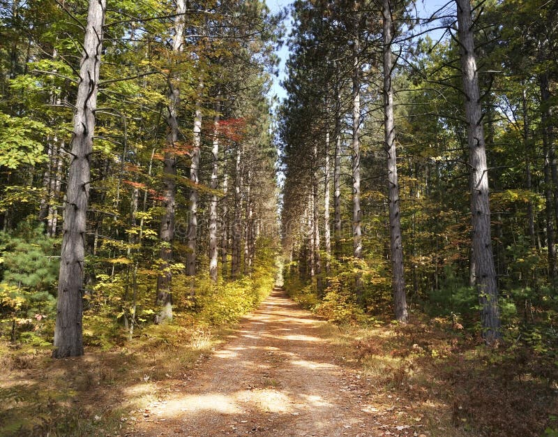 Path through Pine Trees stock photo. Image of outdoor - 25458664