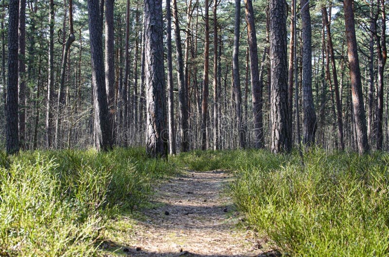 Path between Pine Trees. Coniferous Forest in Latvia Stock Photo ...