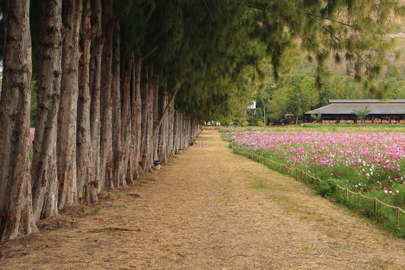 Gravel Path between Pine Trees Stock Image - Image of outdoor ...