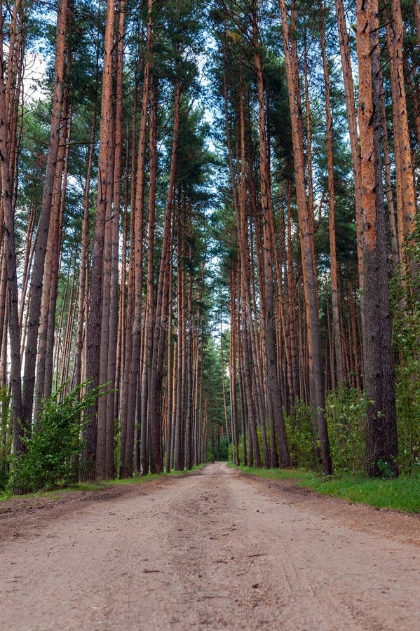 Path through Pine-trees Low Point of View Stock Photo - Image of moss ...