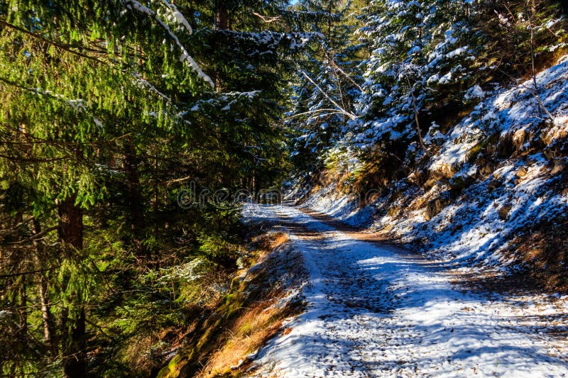 Path through Pine Trees in Snowy Forest Stock Photo - Image of ...