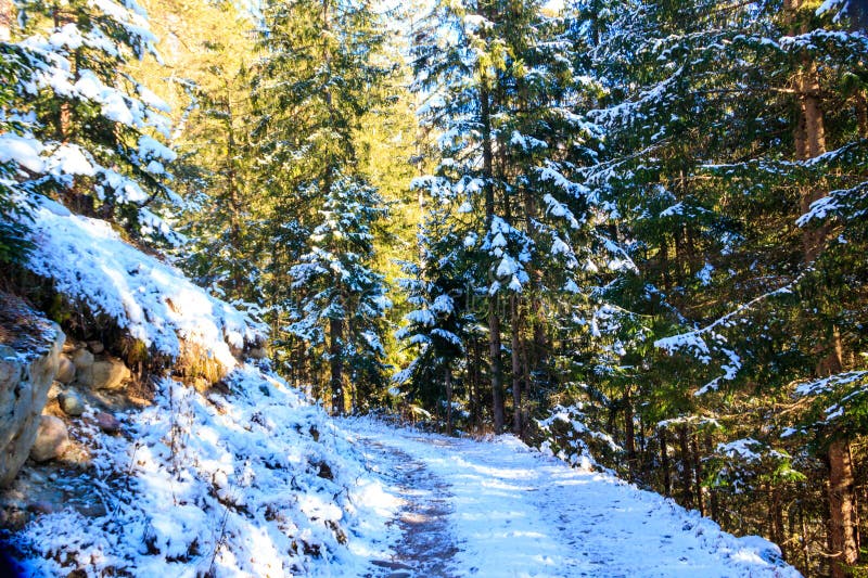Path through Pine Trees in Snowy Forest Stock Image - Image of frozen ...