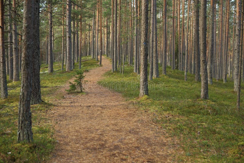 Path in pines stock image. Image of land, countryside - 60949663