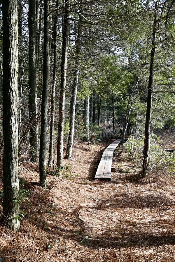 Path through Pines stock photo. Image of restful, clean - 207006420