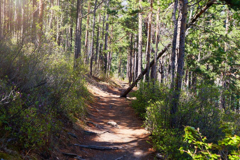 A Path among Pines and Shrubs on a Sunny Summer Day. Stock Image ...