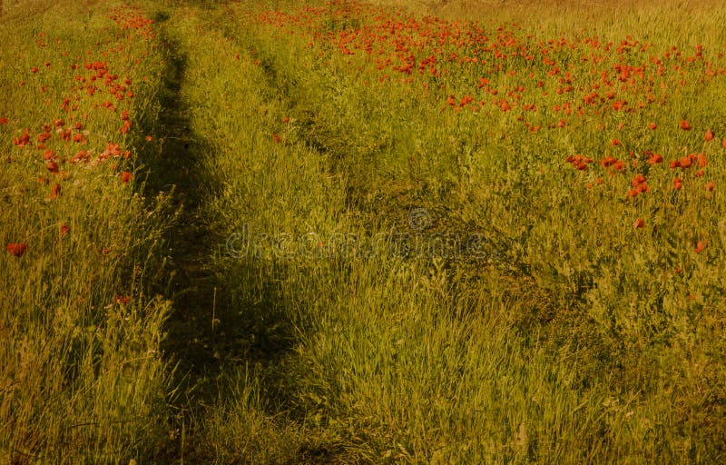 Path in poppy field stock image. Image of grow, petal - 41724517