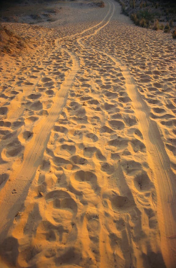 Indian Thar Desert Path Near Pushkar Rajasthan India Stock Image ...