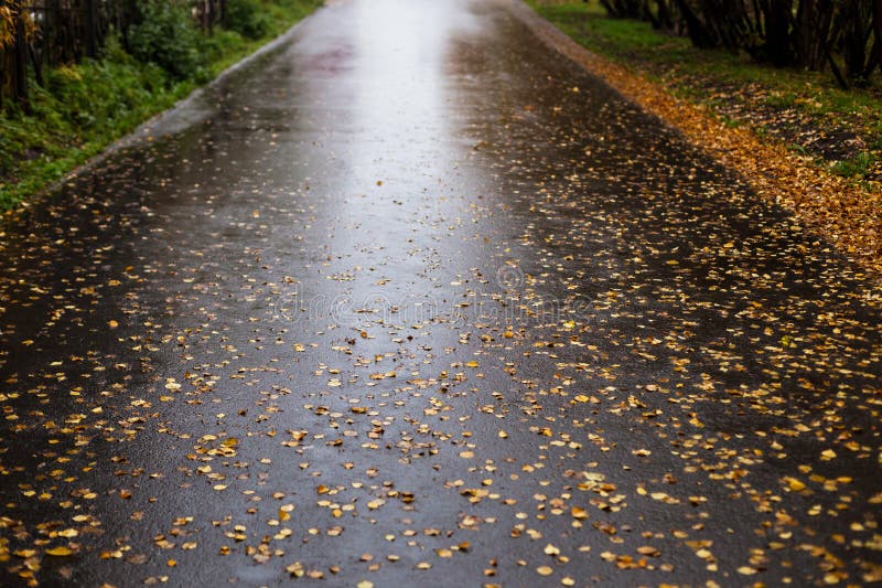 Path after Rain, Covered with Yellow Fallen Leaves. Goes into the ...