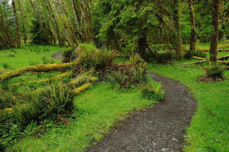 Path in rain forest stock photo. Image of travel, humid - 14789866