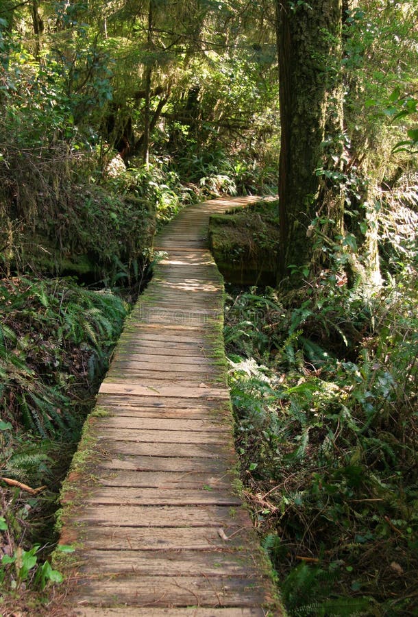 Path through the Rain Forest Stock Image - Image of moss, tree: 733437