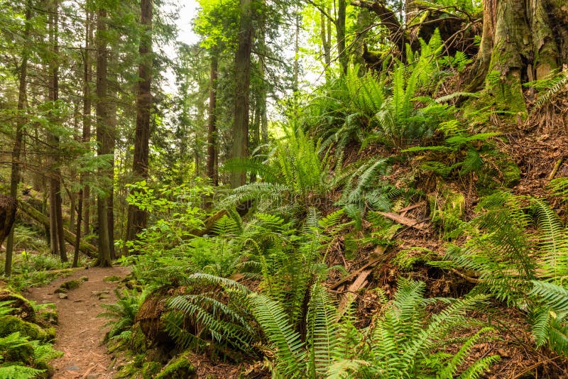 Path through the Rain Forest Stock Photo - Image of precipitation ...