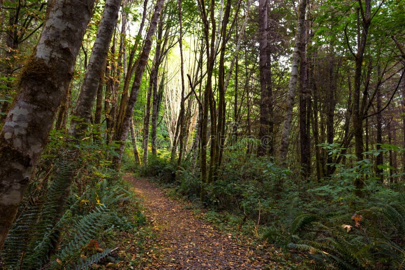 Path through a rain forest stock image. Image of northwest - 100439283
