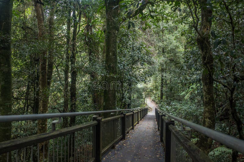 Rainforest stock image. Image of green, rainforest, outdoor - 165813839