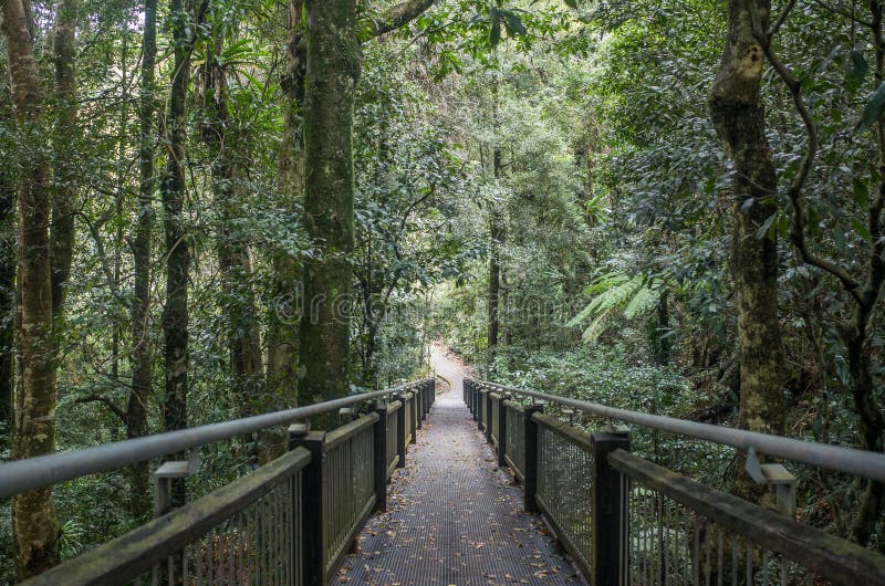 Rainforest stock photo. Image of rain, forest, rainforest - 165813936