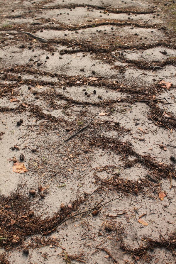 The path after rain stock photo. Image of gray, bark - 31877208