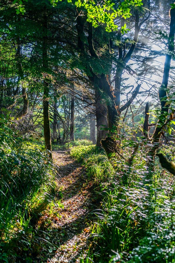 Path after Rain stock image. Image of tourism, state - 286260095
