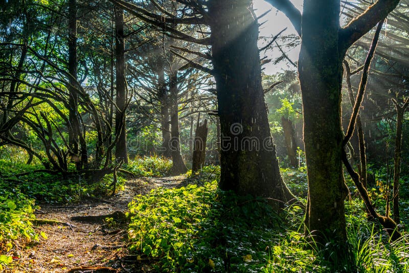 Path after Rain 5 stock photo. Image of nature, light - 286788212
