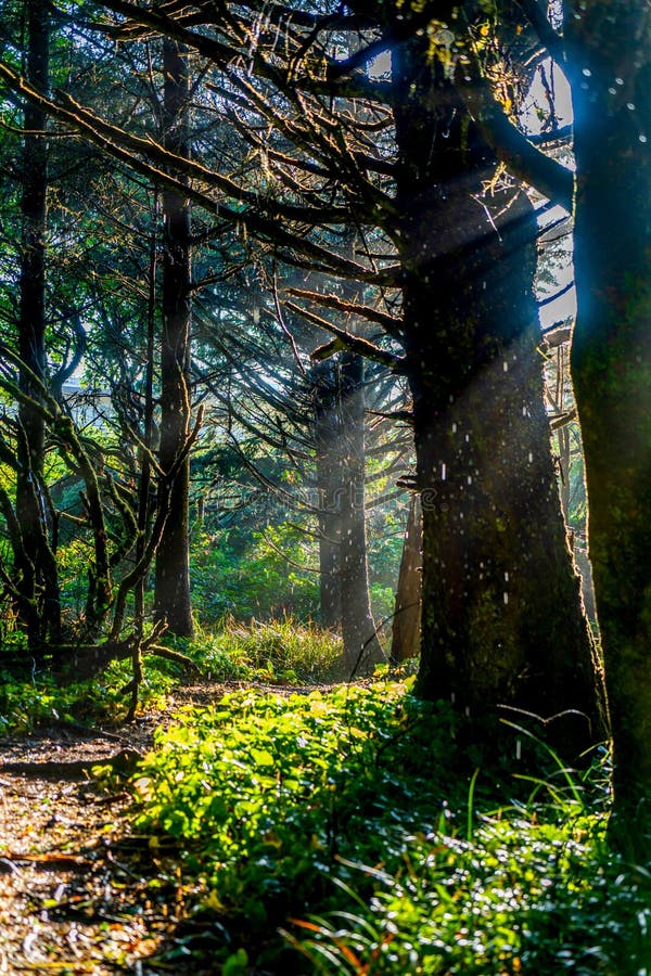 Path after Rain 4 stock photo. Image of apath, trail - 287496986