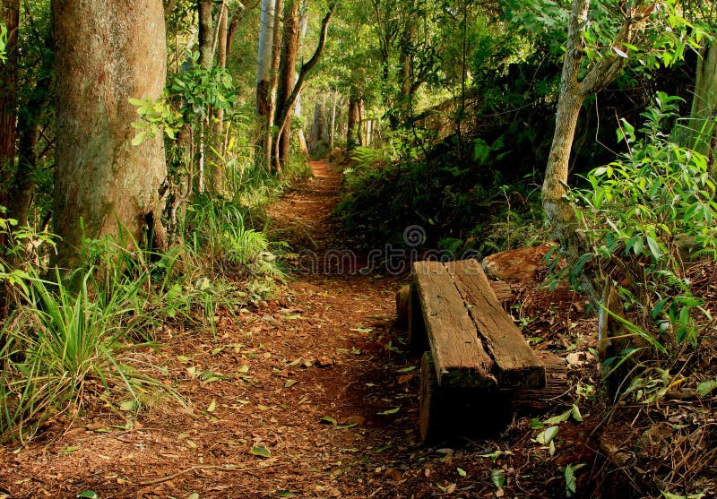 Path through rainforest stock photo. Image of wooden, wooded - 2705814