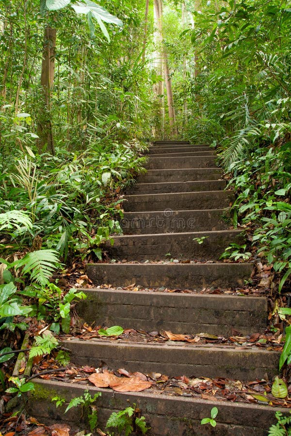 Path in Rainforest in Borneo, Indonesia Stock Image - Image of ...